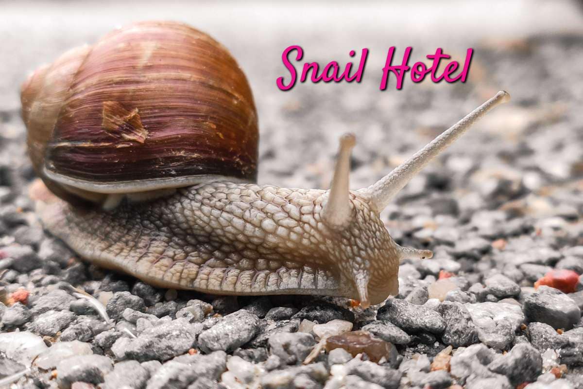 Snail Hotel - Frithjof's Blog